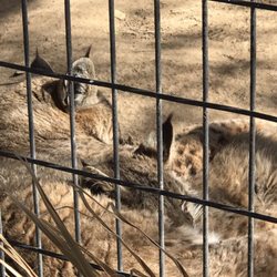 Alameda Park Zoo - 64 Photos & 23 Reviews - Zoos - 1321 N White Sands ...