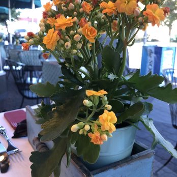 The Lemon Tree - 101 Photos & 68 Reviews - Bars - 718 NW Franklin Ave ...