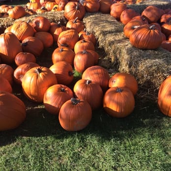 Plumper Pumpkin Patch and Tree Farm - 43 Photos & 36 Reviews - Pumpkin ...