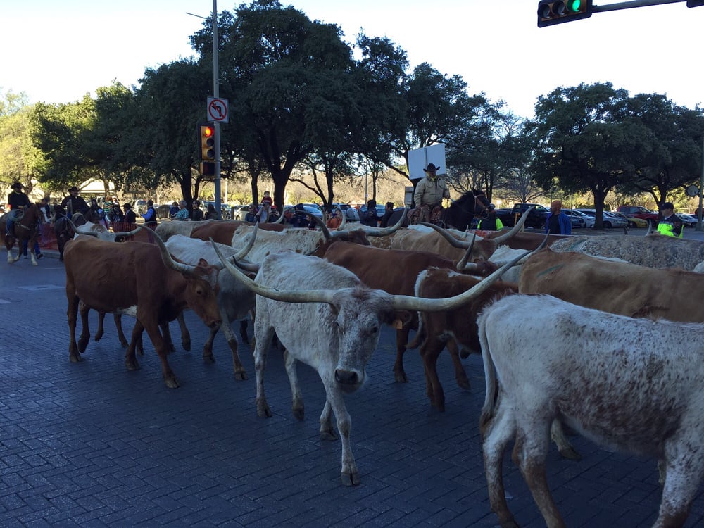 Western Heritage Parade And Cattle Drive - 25 Photos - Festivals - San ...