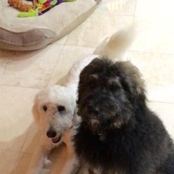 Prize Poodles and Doodles - 30 Photos & 10 Reviews - Pet Breeders - 303 ...