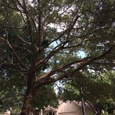 The Tree Man - 29 Photos & 73 Reviews - Tree Services - Austin, TX ...