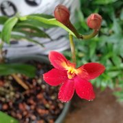RF Orchids - 473 Photos & 37 Reviews - Nurseries & Gardening - 28100 SW ...