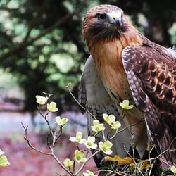 Carolina Raptor Center - 39 Photos & 25 Reviews - Museums - 6000 Sample ...