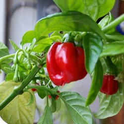 Jerome Ghost Pepper - 17 Photos & 13 Reviews - Herbs & Spices - 500 ...