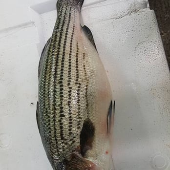 Los Angeles Fish Company - 144 Photos & 84 Reviews - Seafood Markets ...