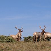 Tomales Point Trail - Tule Elk Preserve - 505 Photos & 109 Reviews ...