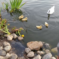 CSUN Pond - 304 Photos & 69 Reviews - Parks - 18111 Nordhoff St ...