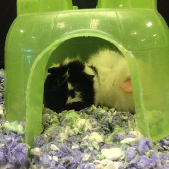 PetSmart - 64 Photos & 40 Reviews - Pet Stores - 4840 Telephone Rd ...