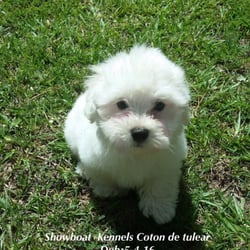 Showboat Kennels - 50 Photos - Pet Breeders - 629 N Delray Rd ...