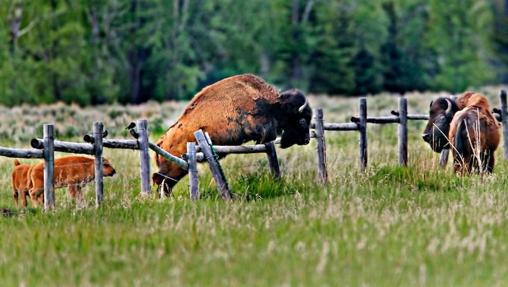 Lester’s Bison Farm - 44 Photos & 11 Reviews - Farmers Market - 31807 ...