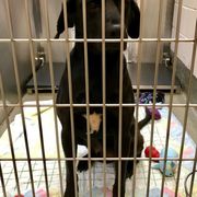 Connecticut Humane Society - 23 Photos & 27 Reviews - Animal Shelters ...