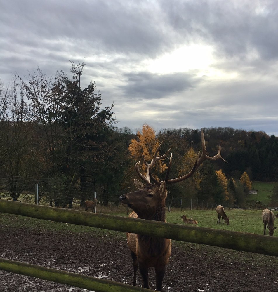 Naturwildpark Freisen - 48 Photos - Zoos - Hermbachhof 1, Freisen ...