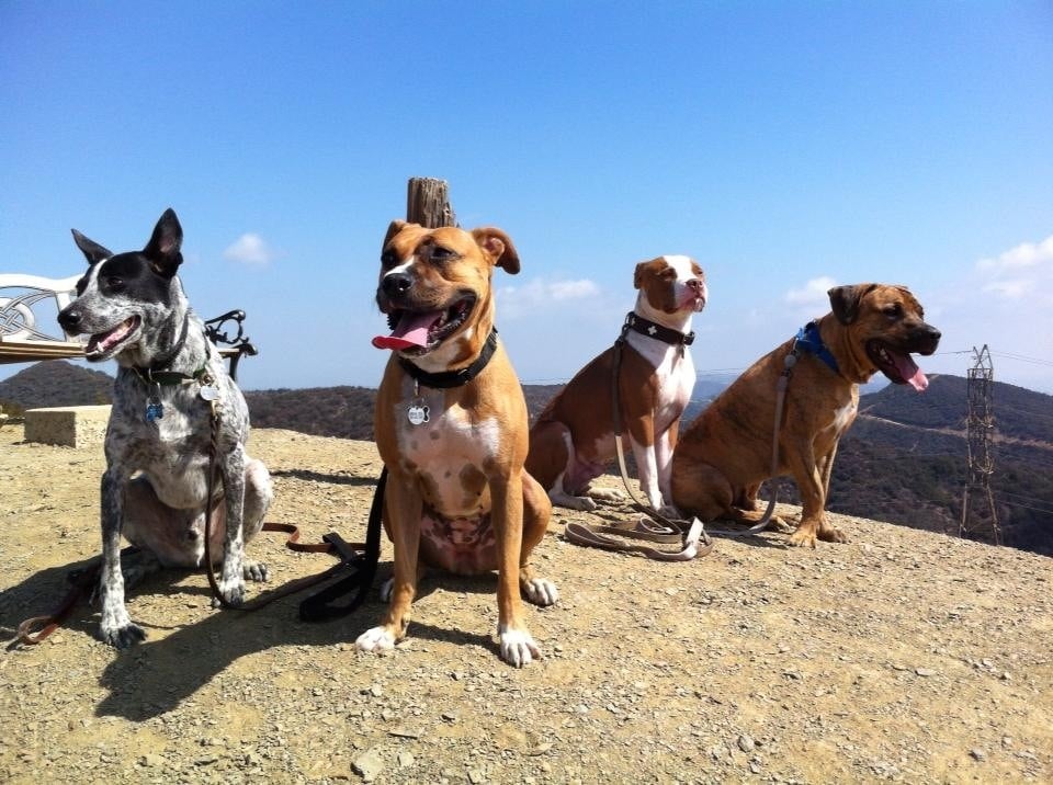 Urban Dog - 36 Photos & 64 Reviews - Pet Boarding - 1909 Pontius Ave ...