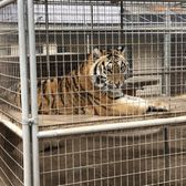 Forever Wild Exotic Animal Sanctuary - 414 Photos & 219 Reviews - Zoos ...