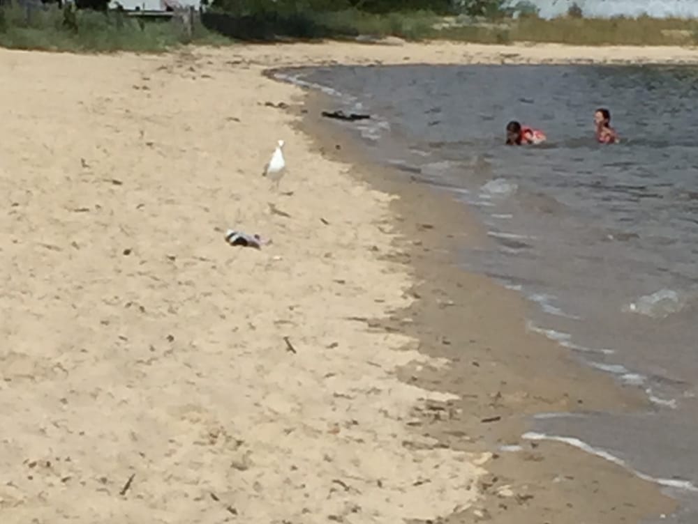Gloucester Point Beach Park - 118 Photos - Parks - 1255 Greate Rd ...