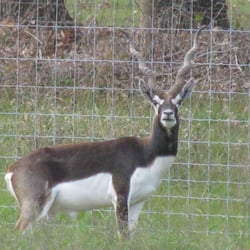 Red Stag Ranch - Gun/Rifle Ranges - 13915 Hwy 7 E, Centerville, TX ...