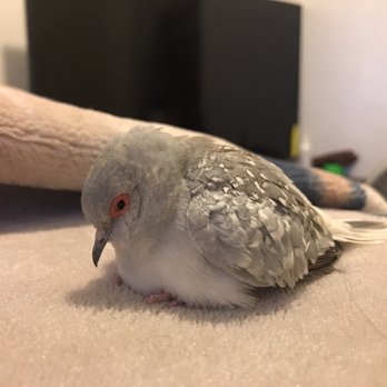 Magnolia Bird Farm - 78 Photos & 122 Reviews - Pet Stores - 8990 ...