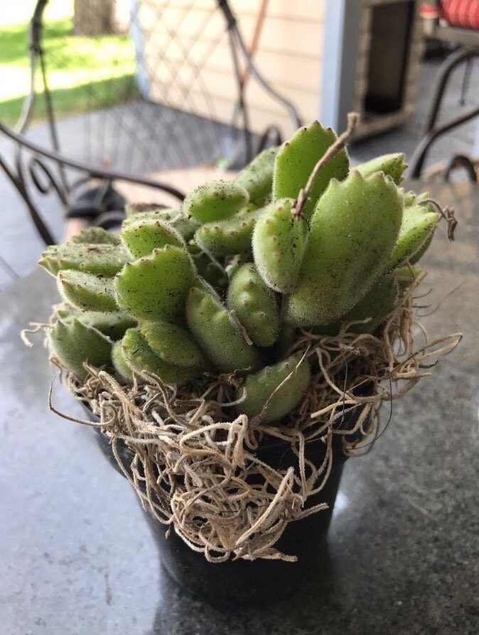 Fat Plants San Diego - Nurseries & Gardening - 9235 Trade Pl, San Diego ...