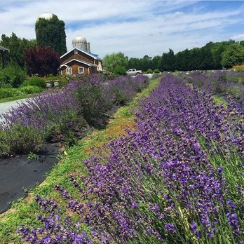 Lavender Fields - 2019 All You Need to Know BEFORE You Go (with Photos ...