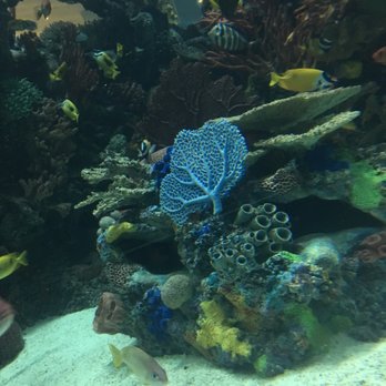 Chart House - 396 Photos & 287 Reviews - Seafood - 129 East Fremont St ...