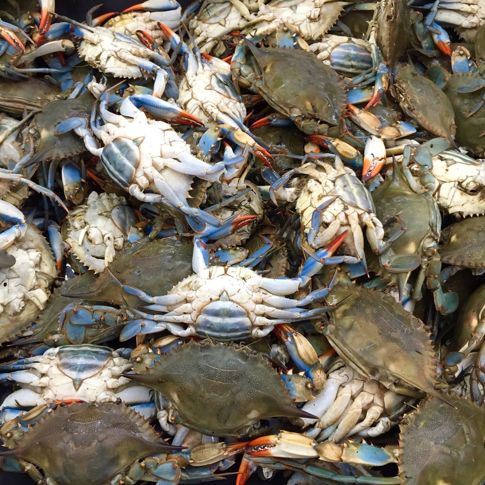 Seafood City Supermarket - 399 Photos & 175 Reviews - Seafood Markets ...