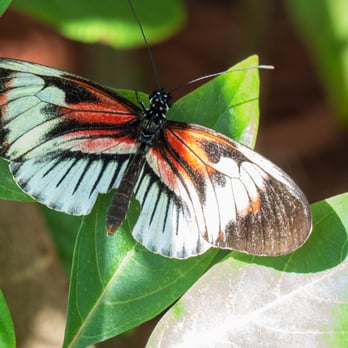 Butterfly World - 357 Photos & 122 Reviews - Tours - 3600 W Sample Rd ...