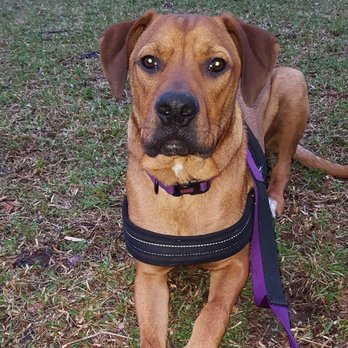 All Dogs Unleashed - 46 Photos & 83 Reviews - Pet Training - 2401 Luna ...