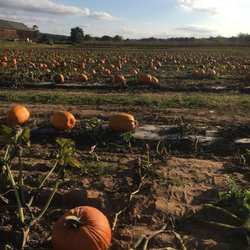 Pickin’ Patch - 26 Photos - Farmers Market - 219 Nod Rd, Avon, CT ...