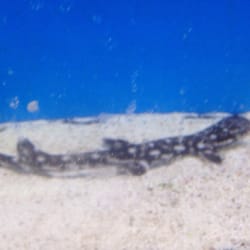 Bell Bird Farm - 43 Photos & 26 Reviews - Pet Stores - 6909 Atlantic ...